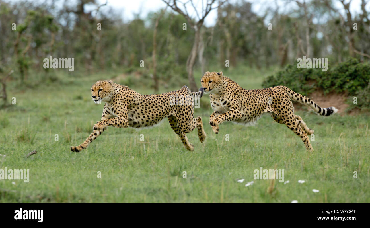 Cheetahs Running