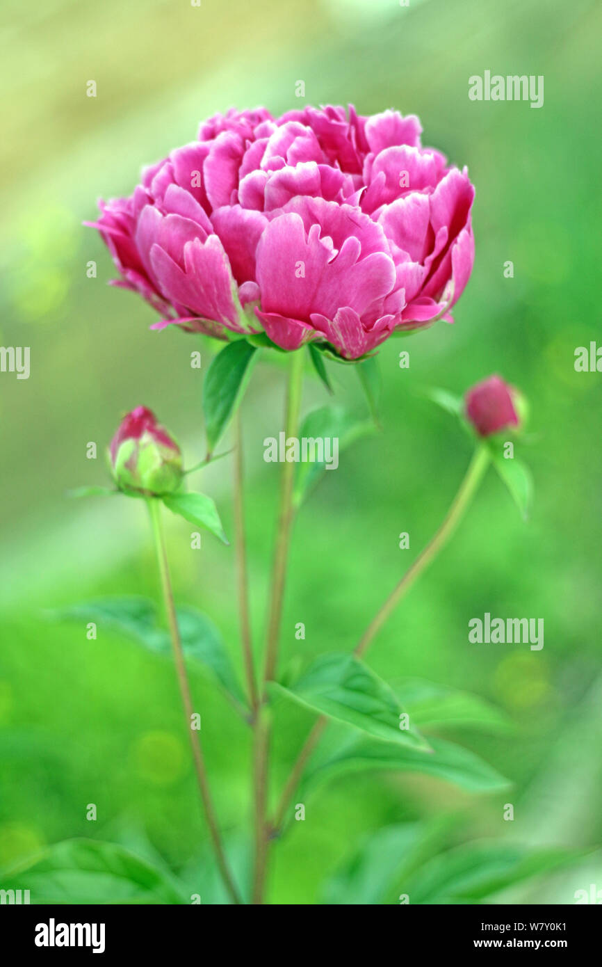 Magenta colorful peony flower in garden under sunshine Stock Photo - Alamy