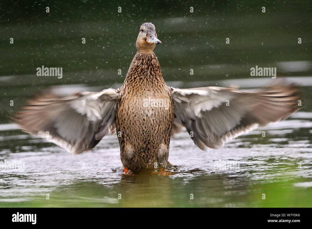 Dripping duck hi-res stock photography and images - Alamy
