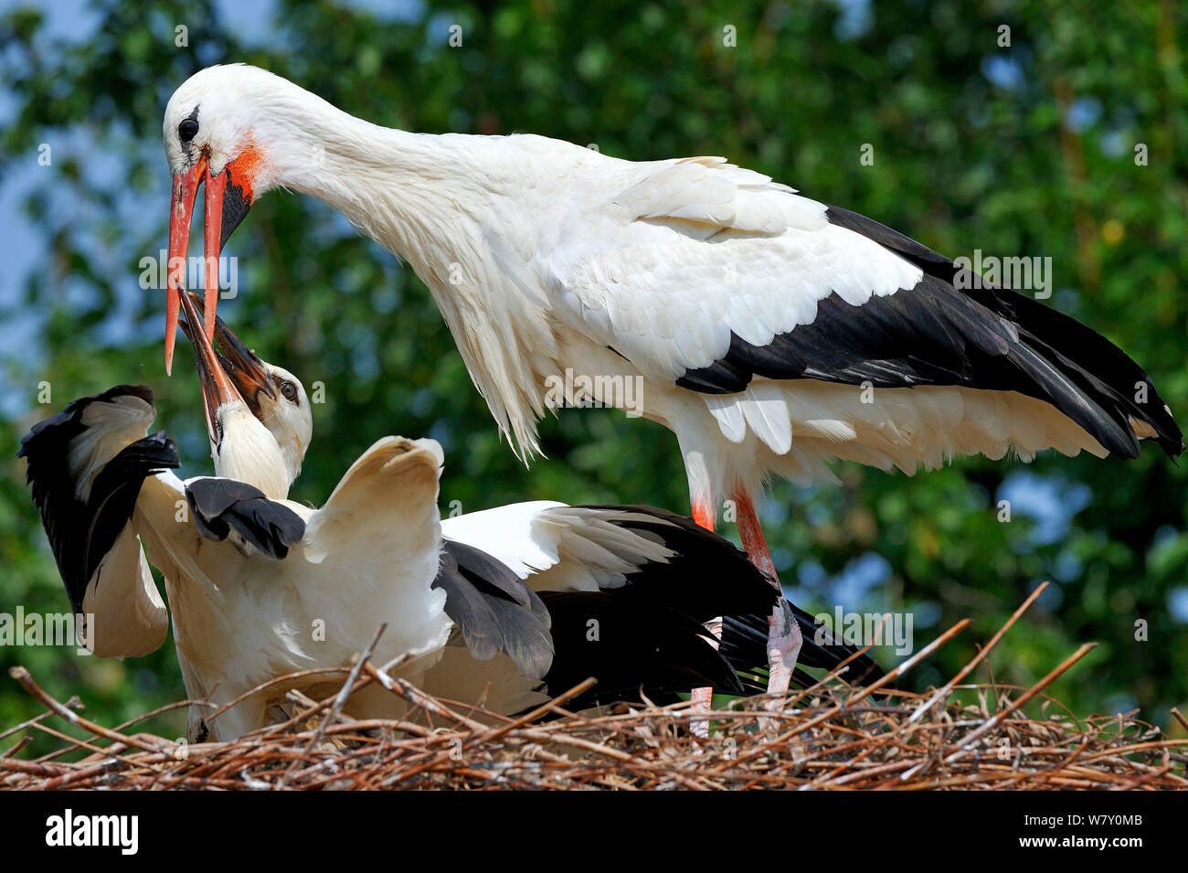 White stork feeding chicks hi-res stock photography and images - Alamy