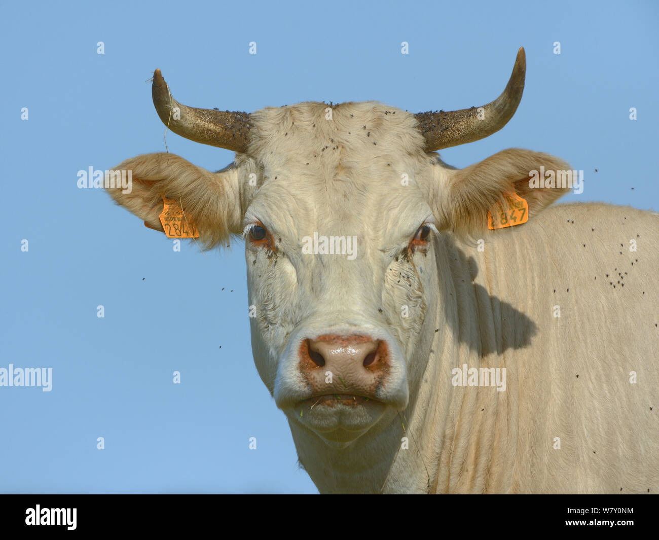 Marsh cow hi-res stock photography and images - Alamy