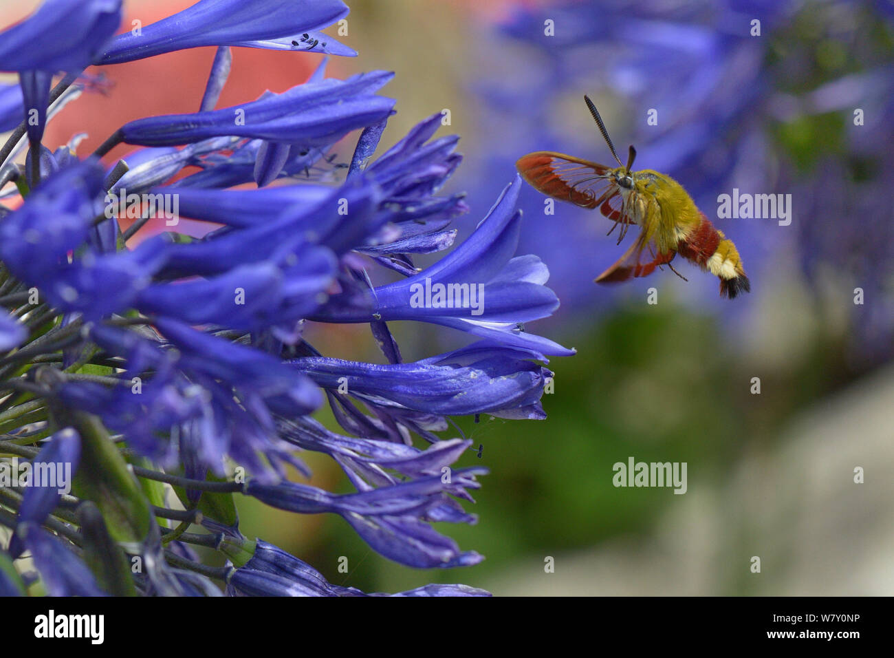 Lily moth hi-res stock photography and images - Alamy