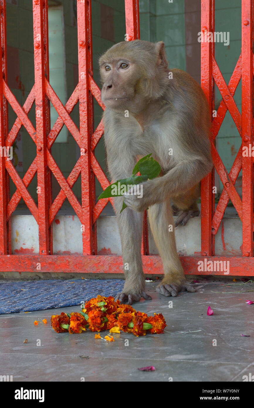 Rhesus macaque (Macaca mulatta) stealing leaves from arrangement of ...