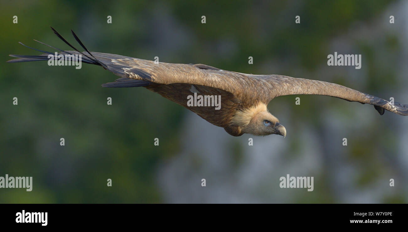 Griffon vulture france hi-res stock photography and images - Alamy