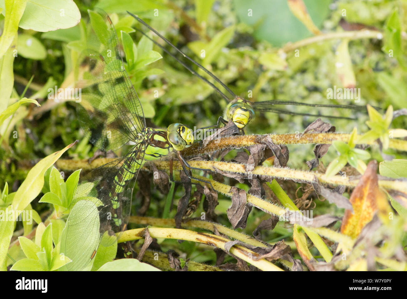 Two dragonflies together laying eggs, ovipositing,Southern Hawker ...