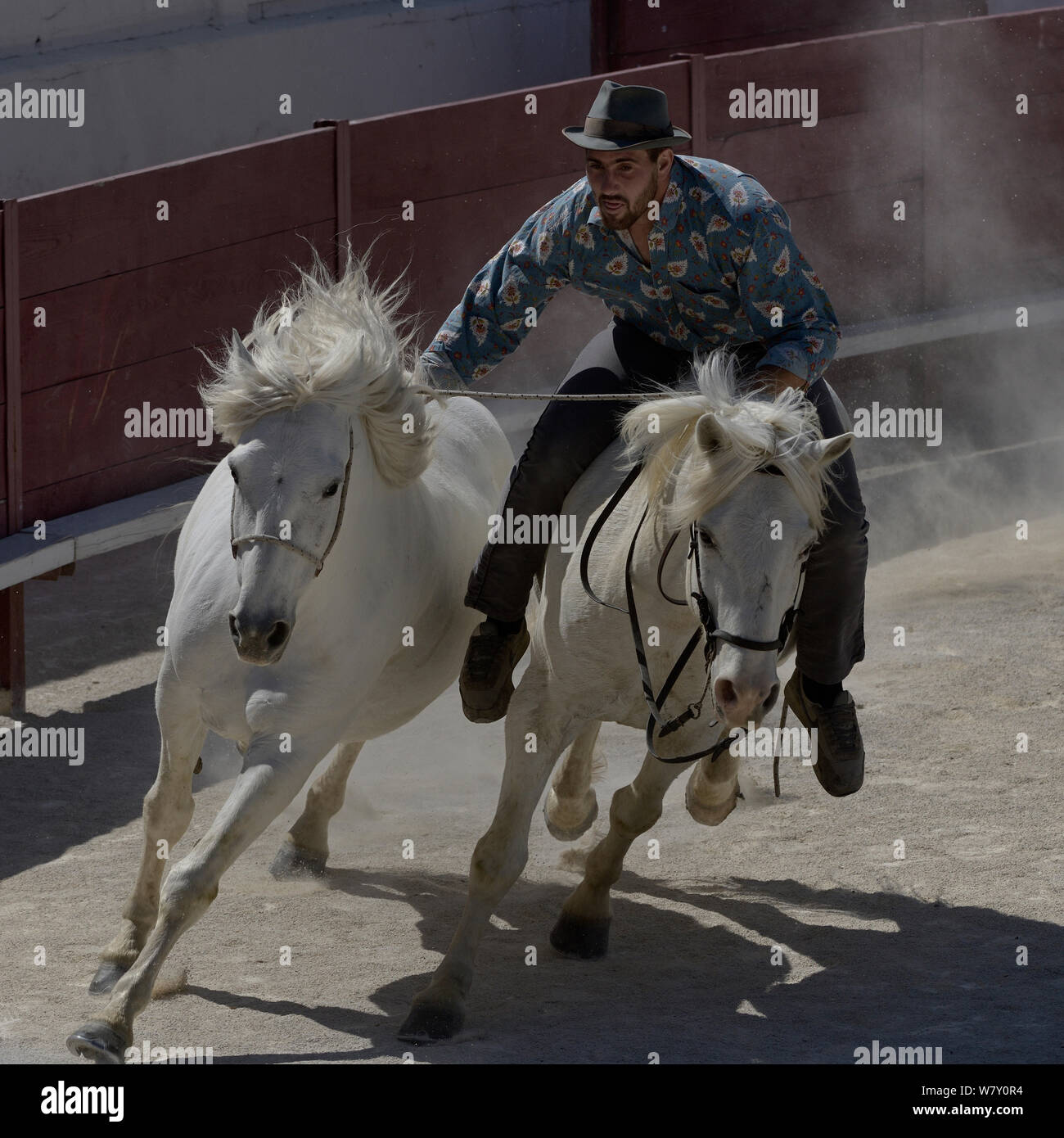 Stunt rider with two horses,during horse show, Camargue, France Stock ...
