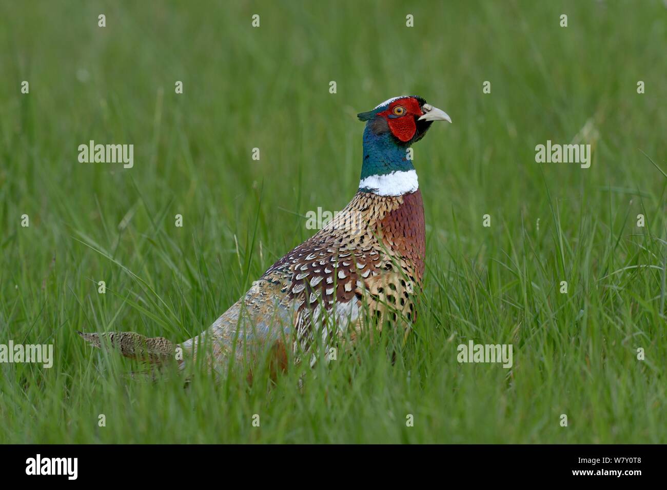 Common pheasant (Phasianus colchicus) male in grass, Breton Marsh ...