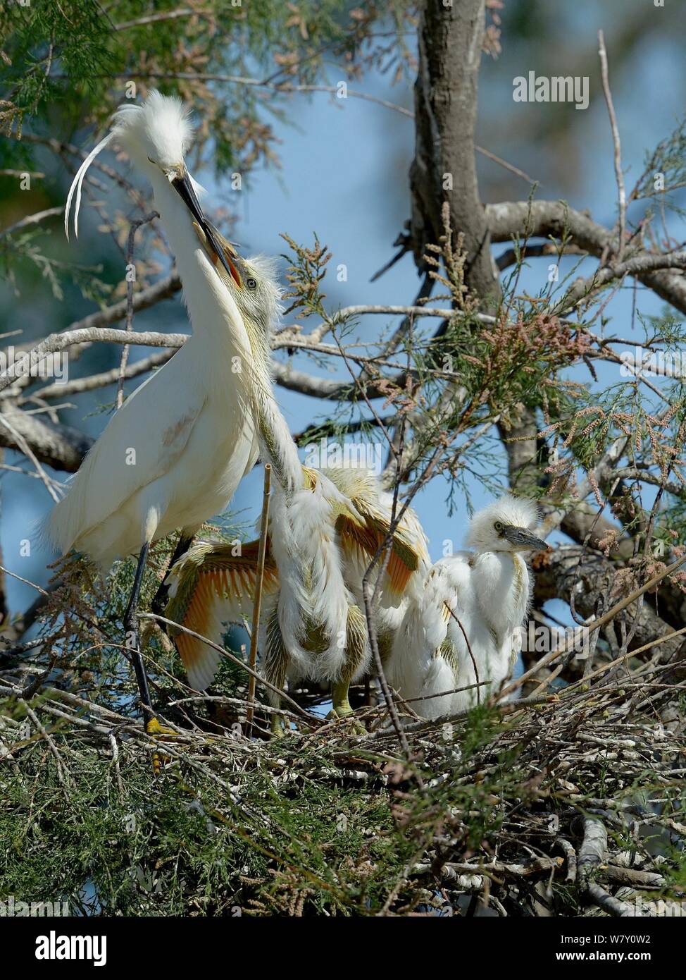Little egret nest hi-res stock photography and images - Alamy