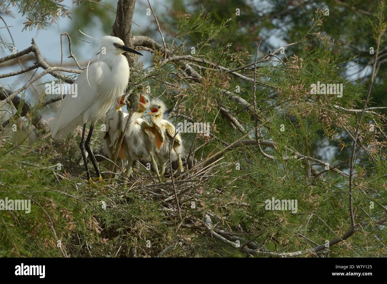 Little egret nest hi-res stock photography and images - Alamy