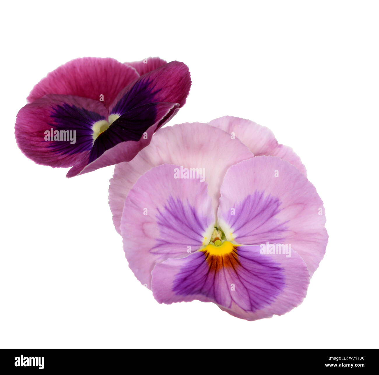 Pensee flower Cut Out Stock Images & Pictures - Alamy