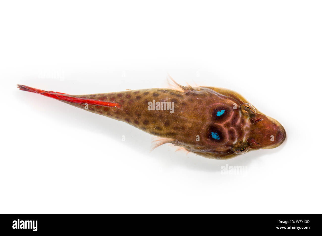Shore clingfish / Cornish sucker (Lepadogaster lepadogaster) dorsal ...