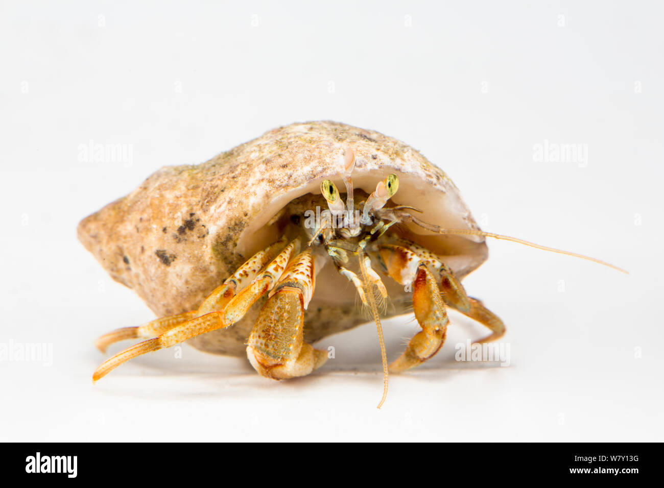 Pagurus eblaniensis hi-res stock photography and images - Alamy