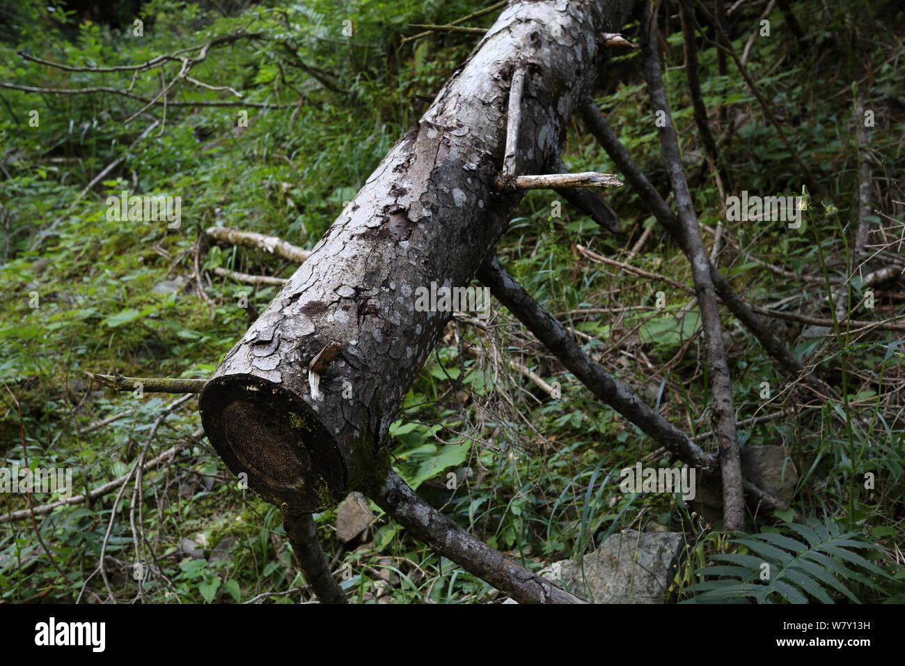 Tree devastation dolomites hi-res stock photography and images - Alamy