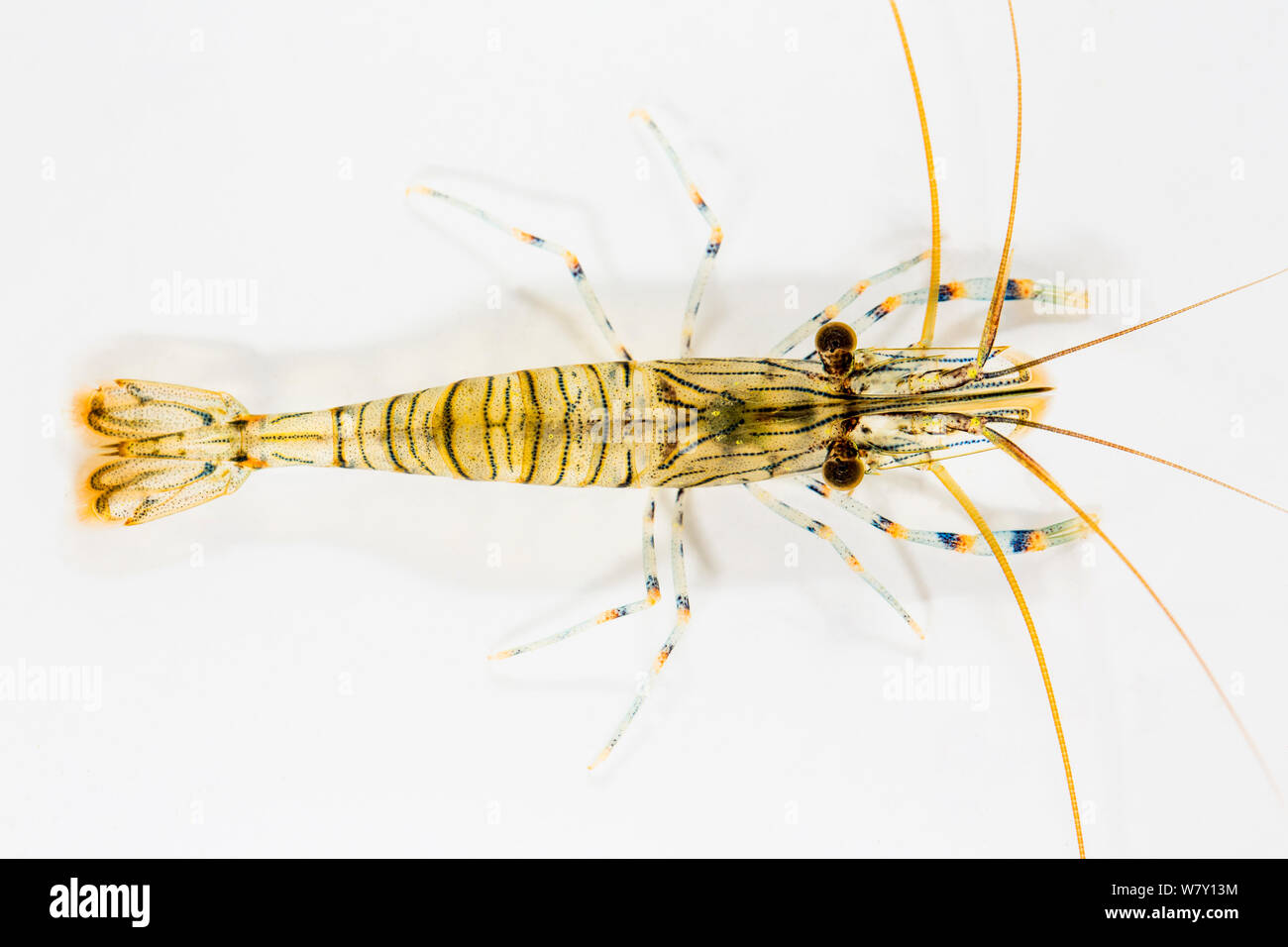 Common prawn (Palaemon serratus) dorsal view, Brittany, France, January ...