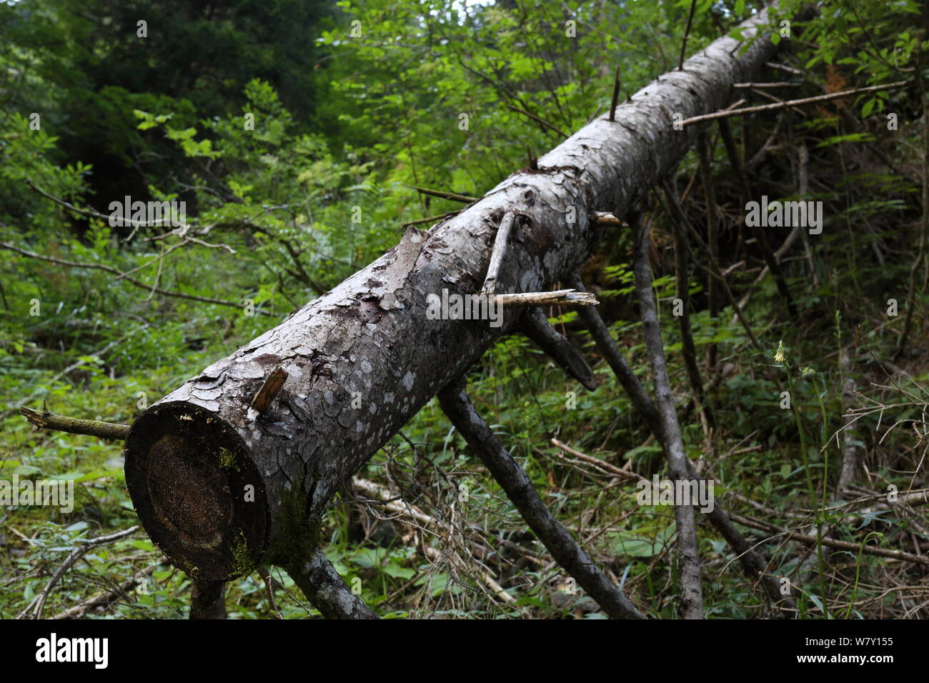 Tree devastation dolomites hi-res stock photography and images - Alamy