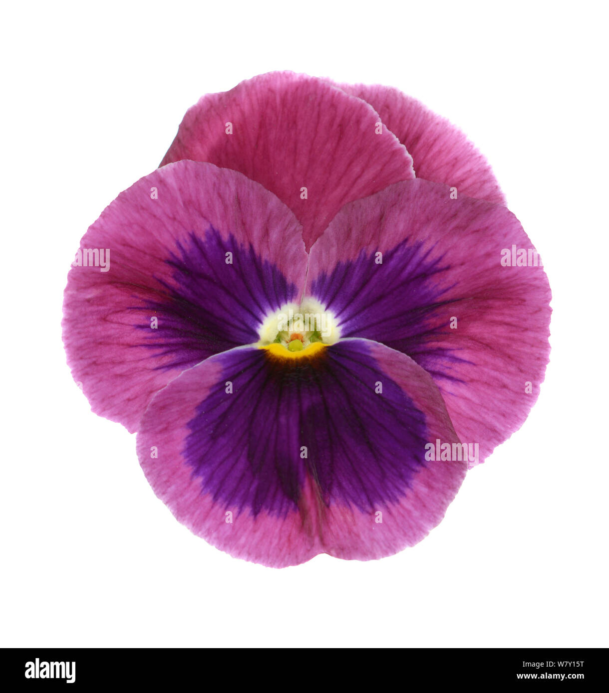 Single violet pensy isolated on white background Stock Photo - Alamy