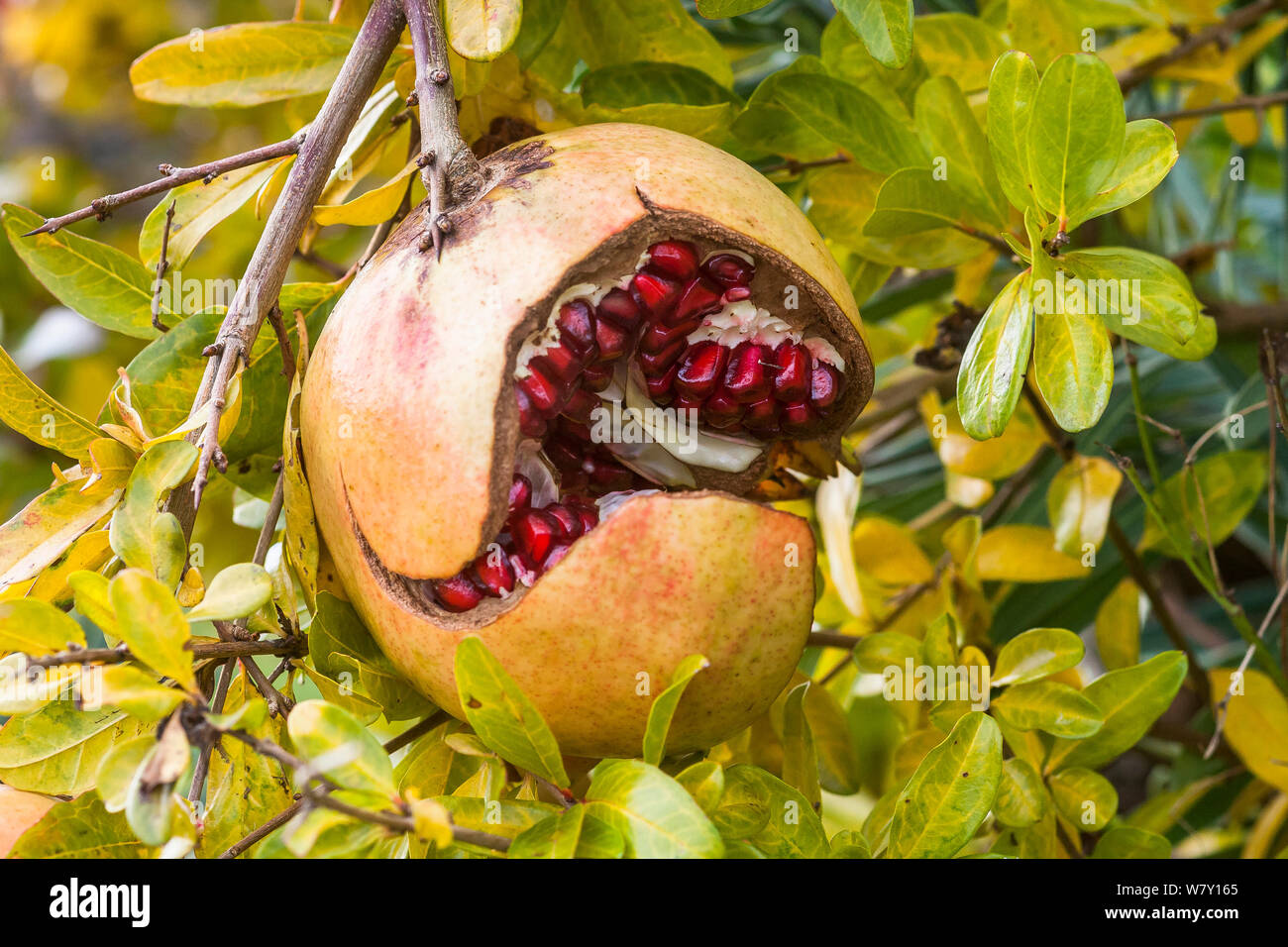 Ripe Pomegranate (Punica granatum) fruit splitting, in cultivation ...