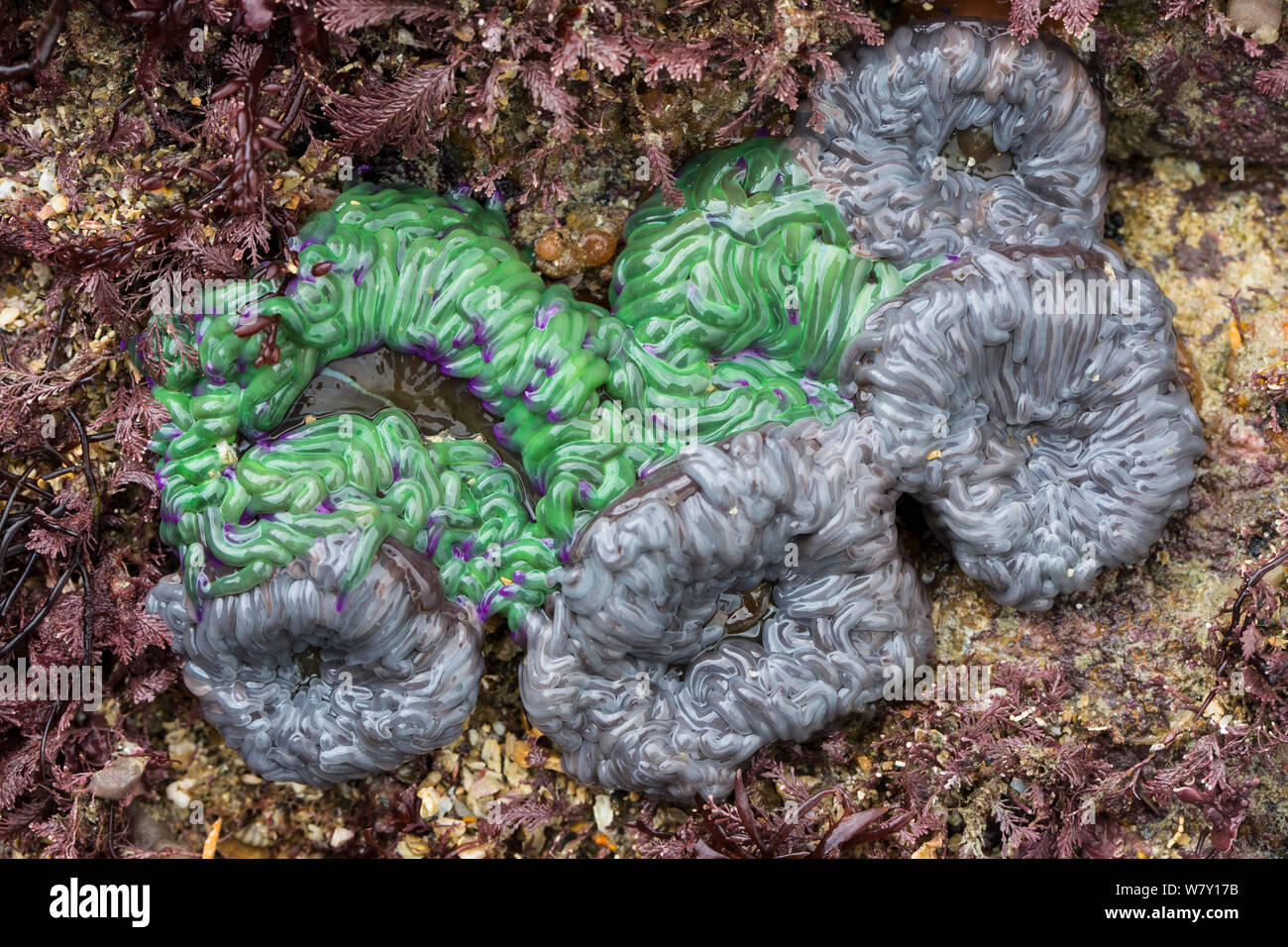Snakelocks anemone (Anemonia viridis) and Common anemone (Actinia ...