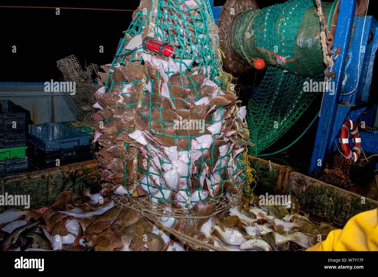 Fishing dragger emptying net full of Yellowtail flounders (Limanda ...