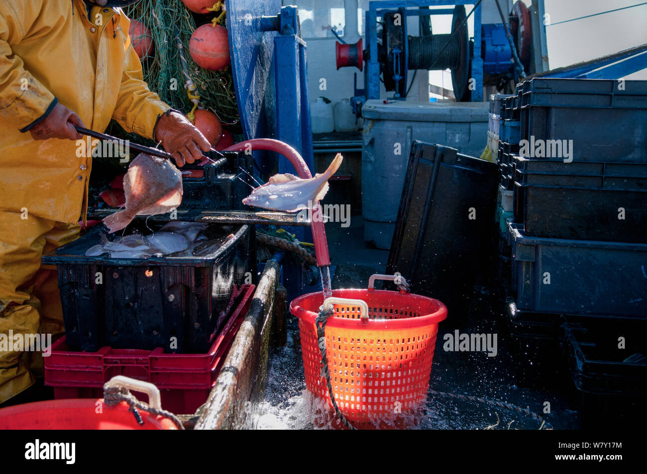 Fisherman cleaning Yellowtail flounder (Limanda ferruginea) on the deck ...