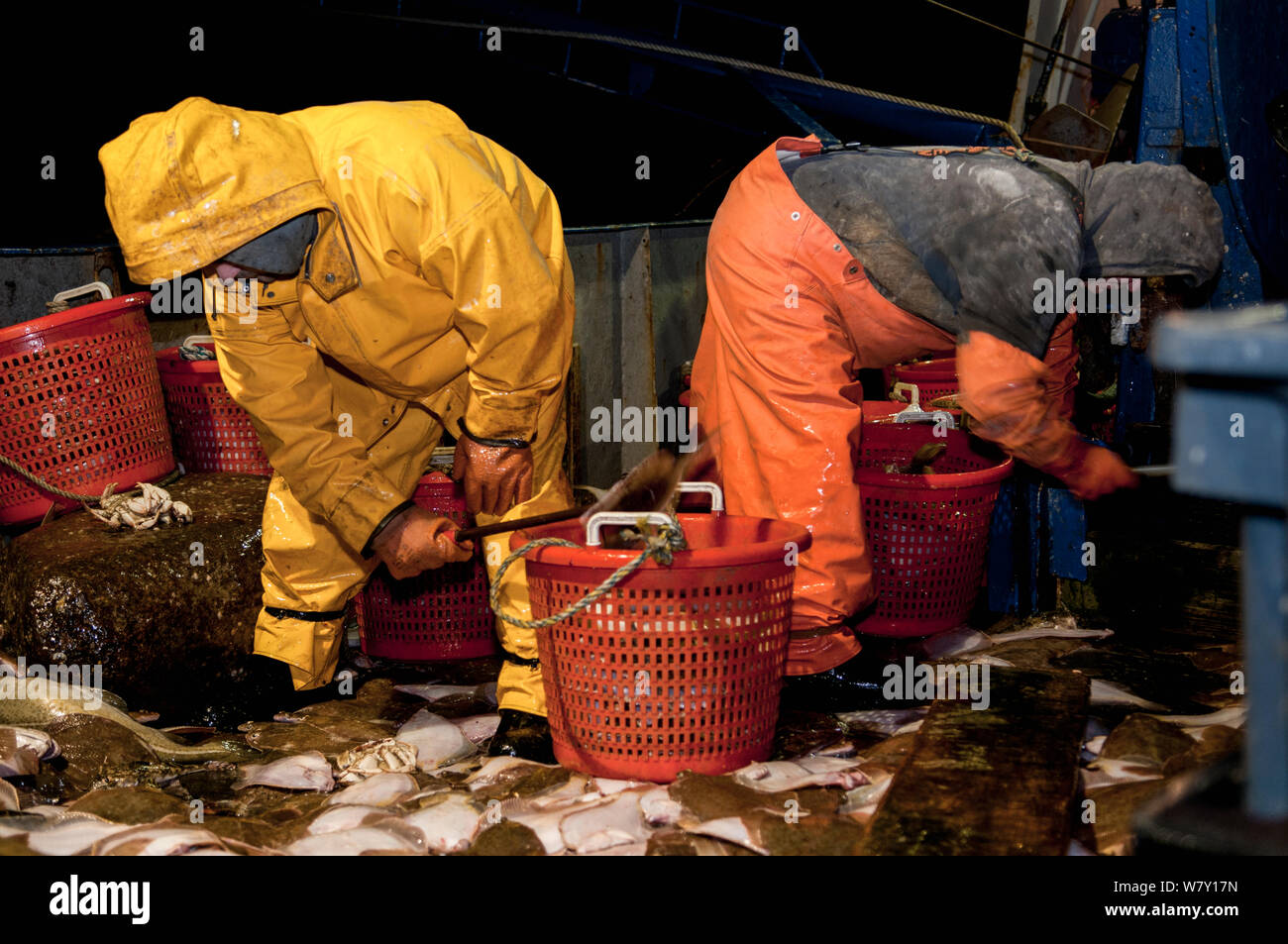 Fishermen sorting catch of Yellowtail flounders (Limanda Ferruginea ...