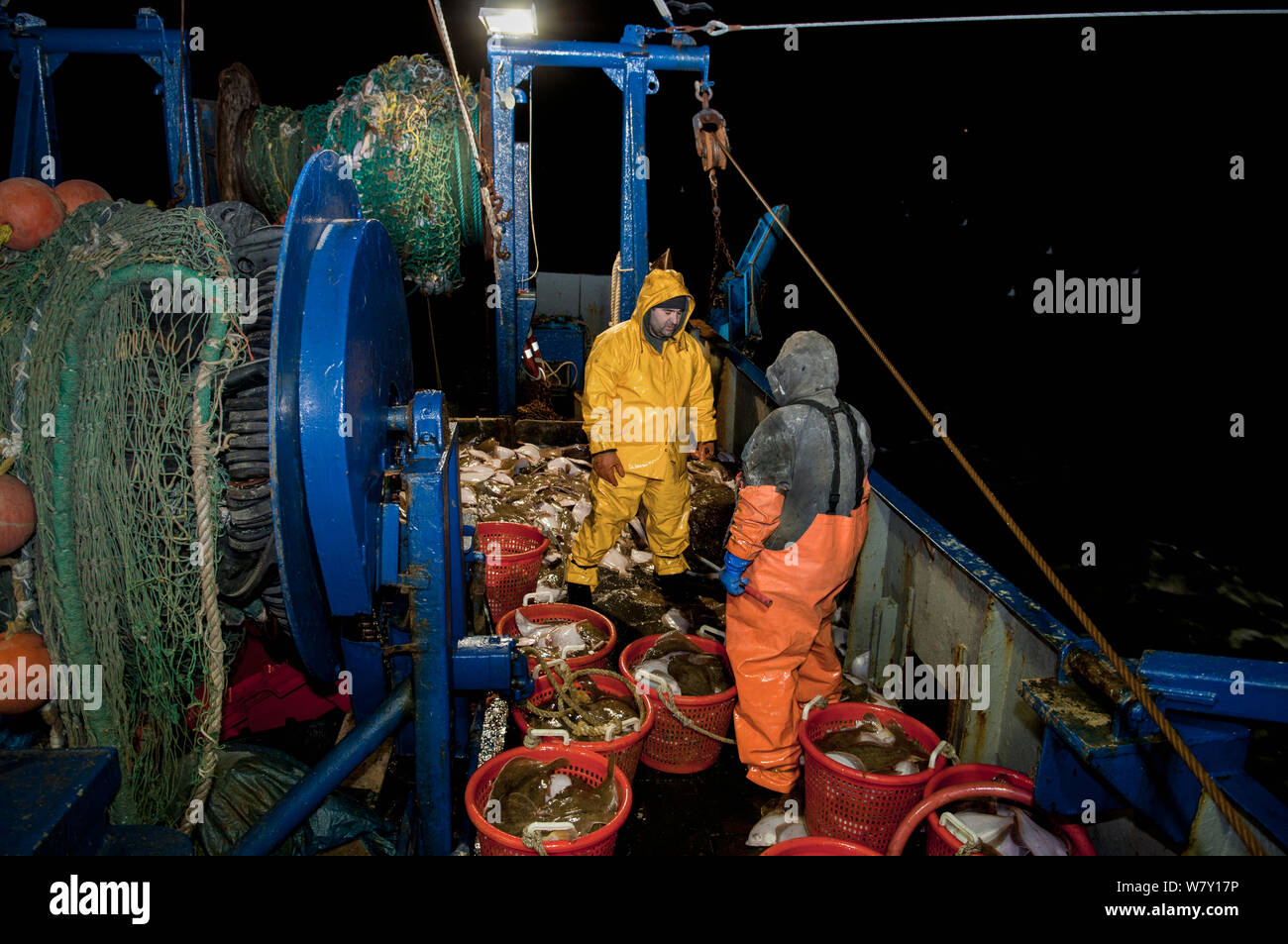 Fishermen sorting catch of Yellowtail flounders (Limanda Ferruginea ...