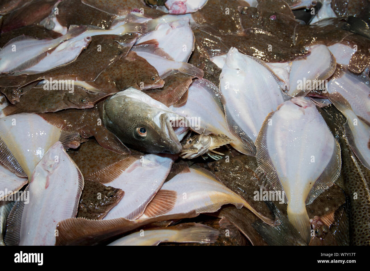 Bycatch of Yellowtail flounders (Limanda ferruginea) and Atlantic cod ...
