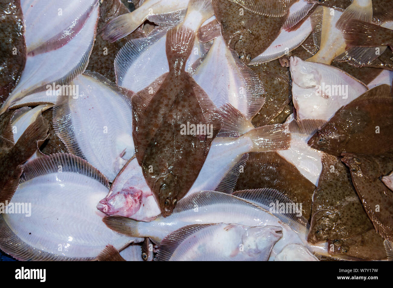 Bycatch yellowtail flounder limanda ferruginea hi-res stock photography ...