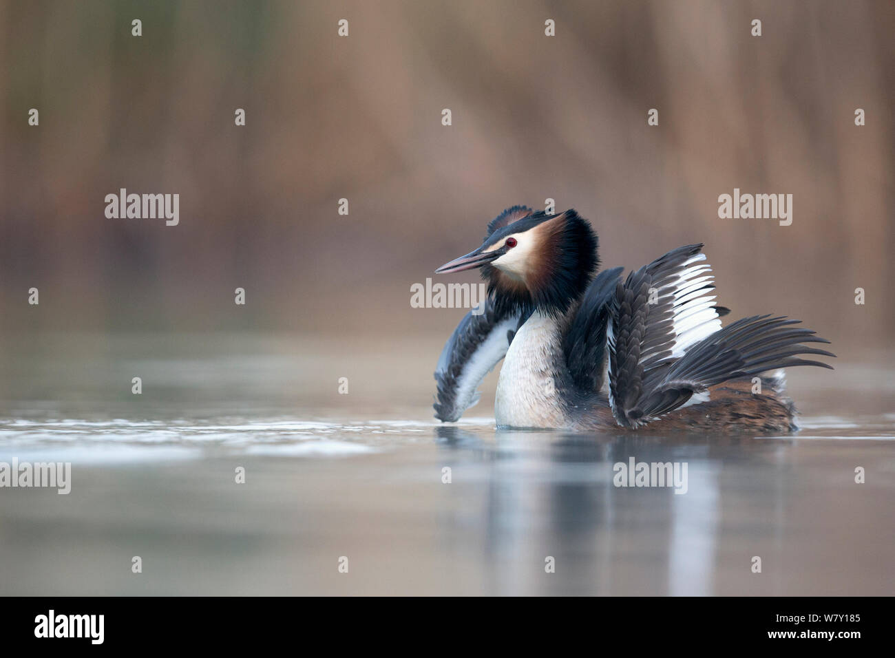 Underwater dance hi-res stock photography and images - Alamy