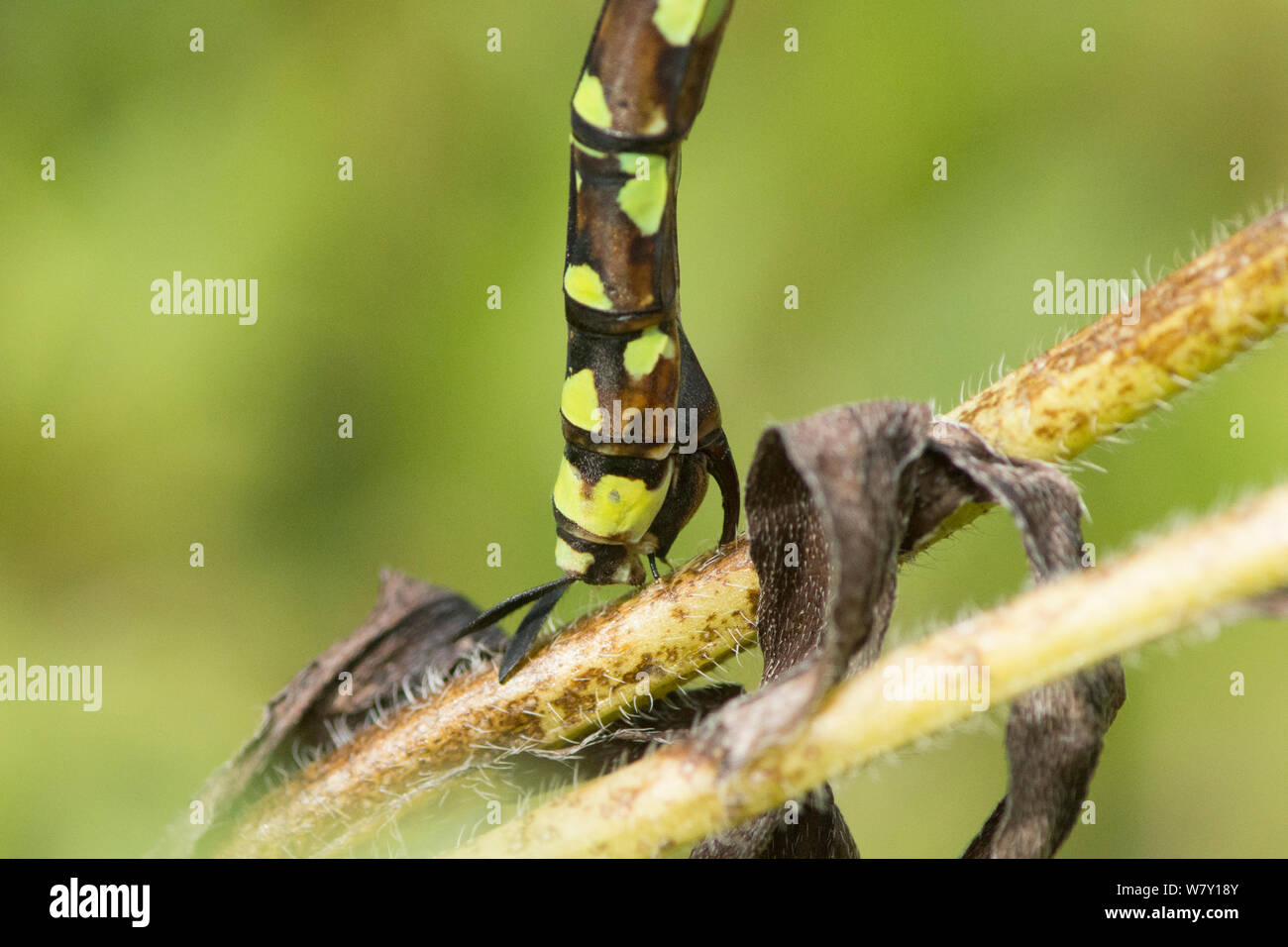 Southern Hawker dragonfly laying eggs, macro close-up of ovipositing ...