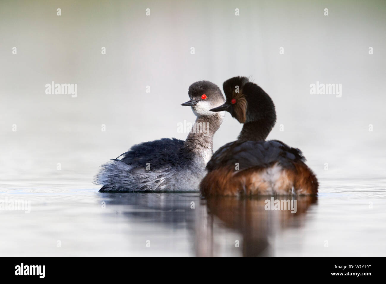 Pair of black necked grebes in breeding plumage hi-res stock ...