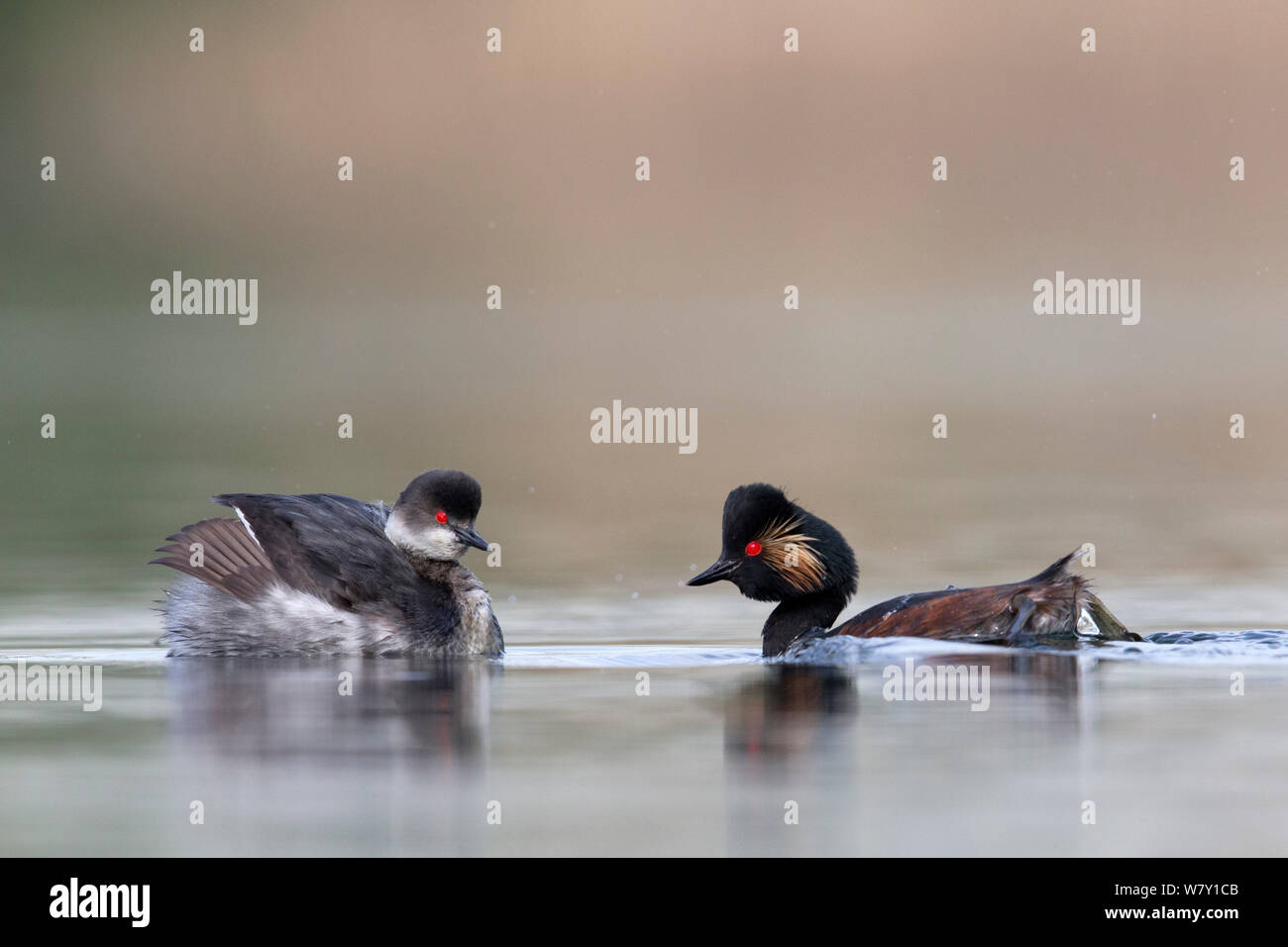 Breeding mating birds wildlife hi-res stock photography and images - Alamy