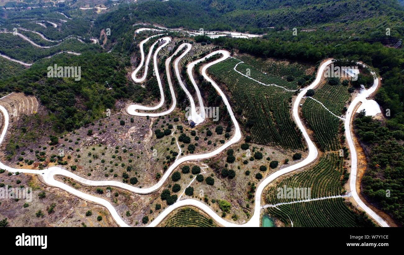 Aerial view of a zigzag mountain road leading to a tea plantation in ...