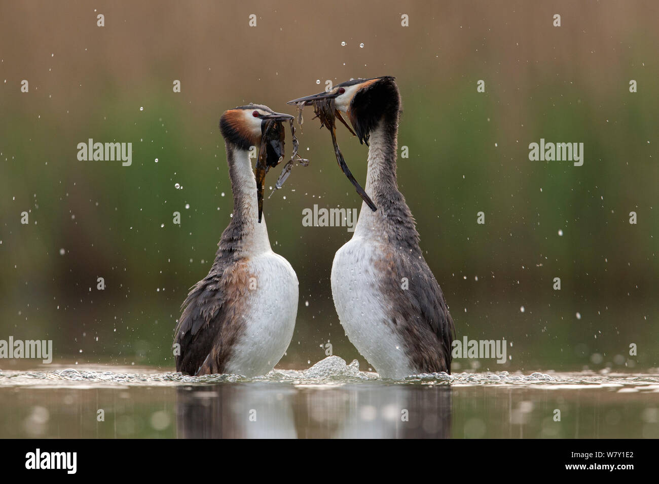 Mating season of birds hi-res stock photography and images - Alamy