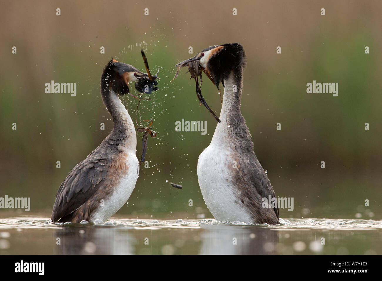 Mating season of birds hi-res stock photography and images - Alamy