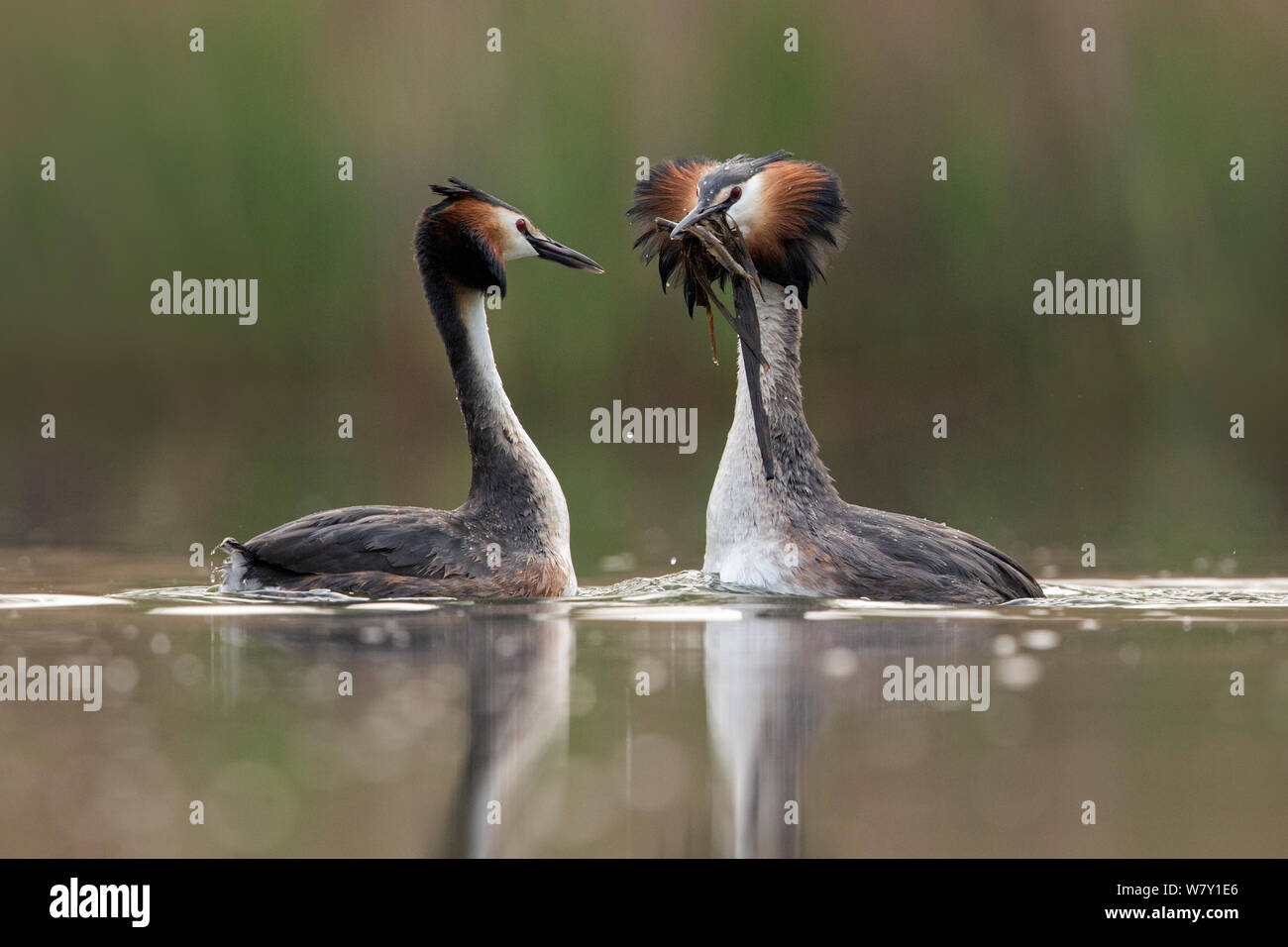 Mating season for birds hi-res stock photography and images - Alamy