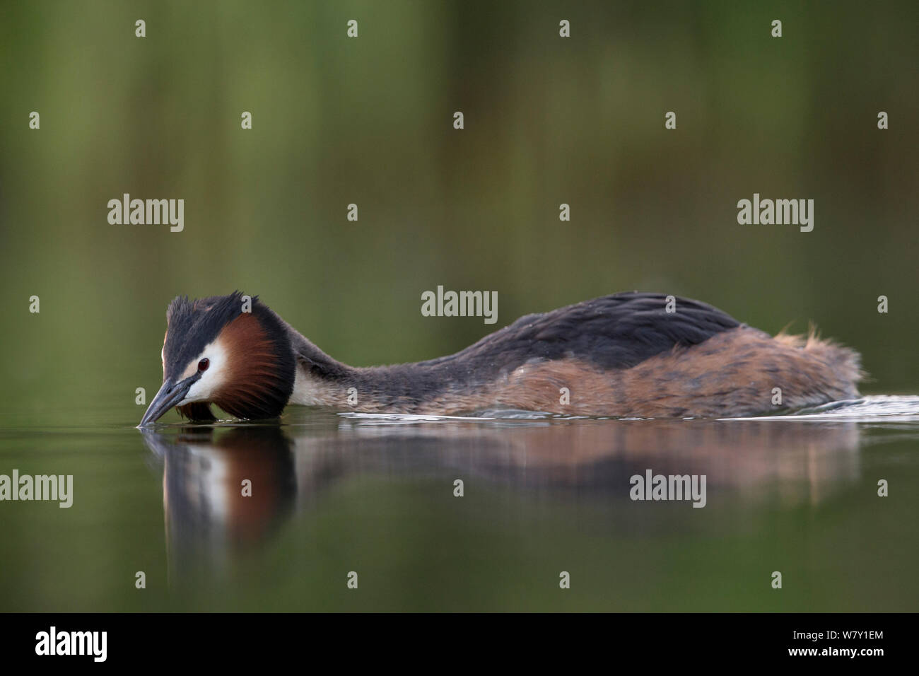 Mating posture hi-res stock photography and images - Alamy
