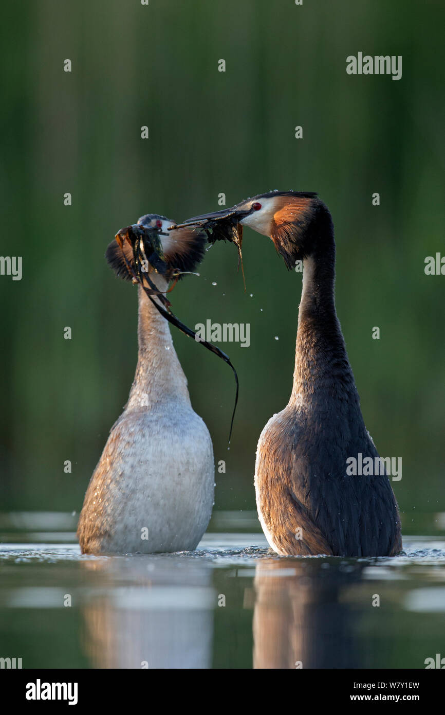 Mating season for birds hi-res stock photography and images - Alamy