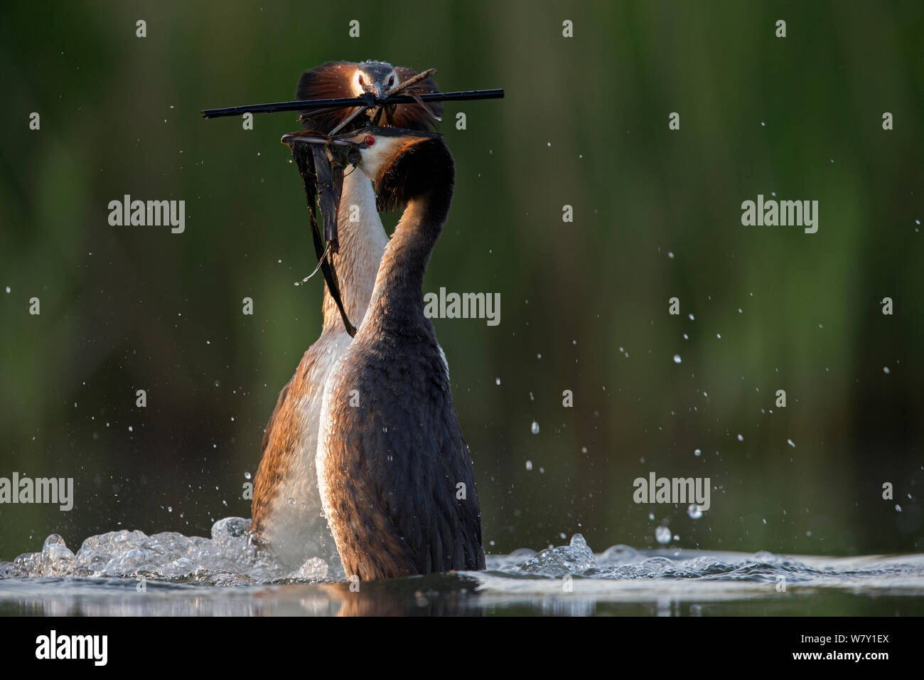 Mating season of birds hi-res stock photography and images - Alamy