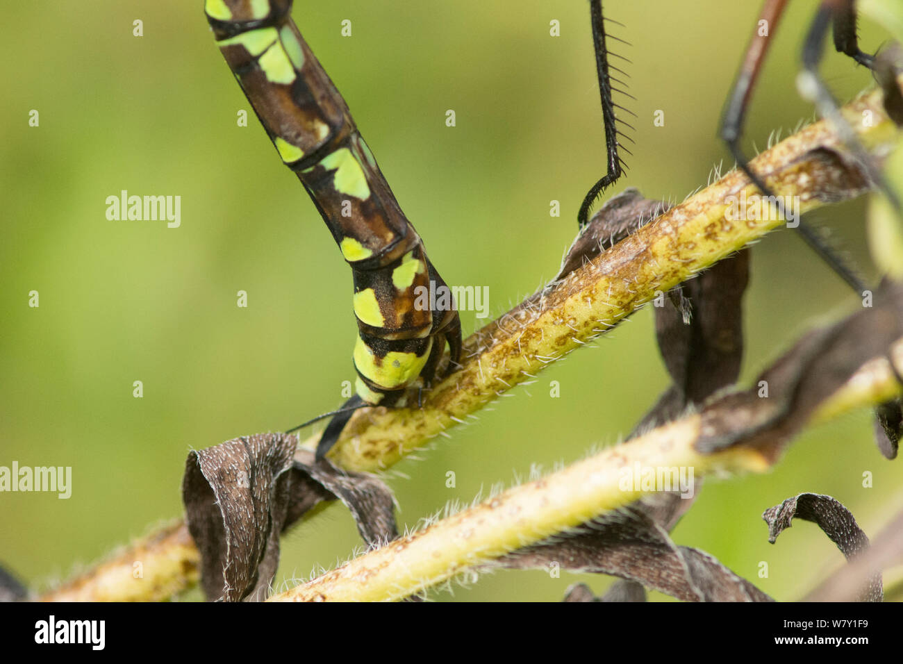 Ovipositor High Resolution Stock Photography and Images - Alamy