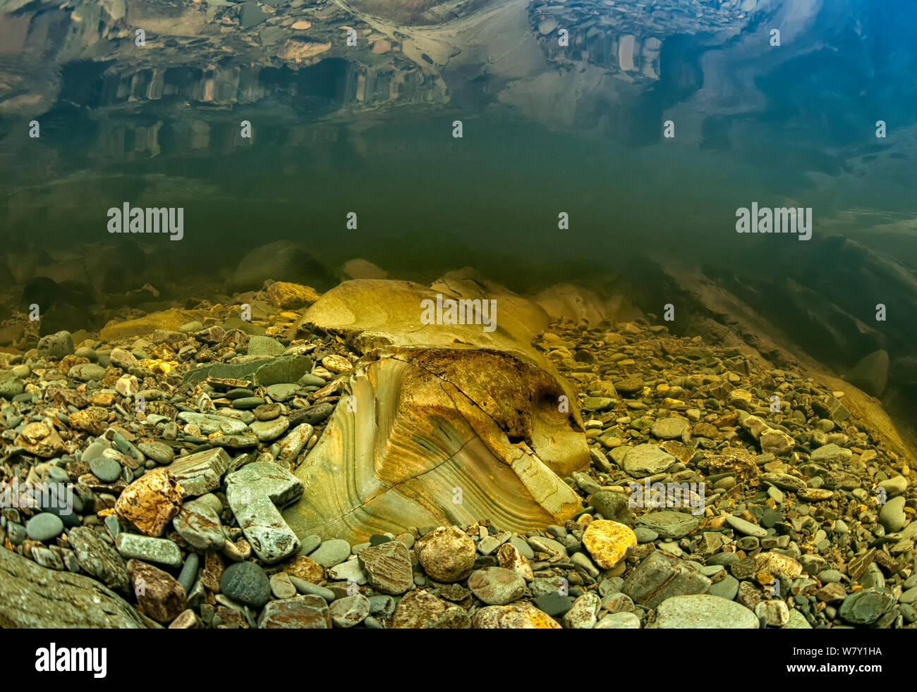 Underwater view of eroded bedrock and gravel in the River (Afon ...
