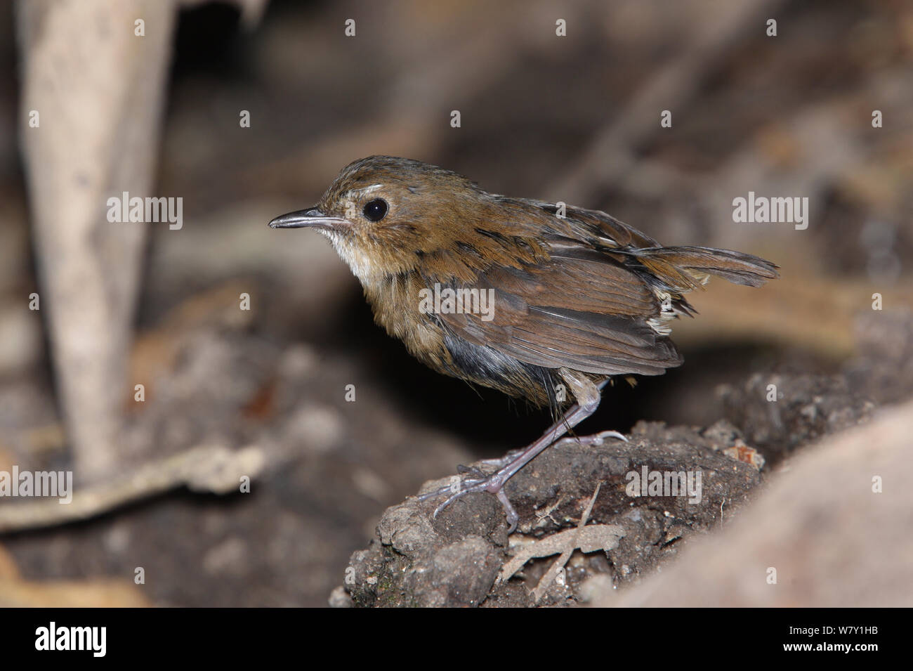 Lesser shortwing (Brachypteryx leucophris) Thailand, February Stock ...