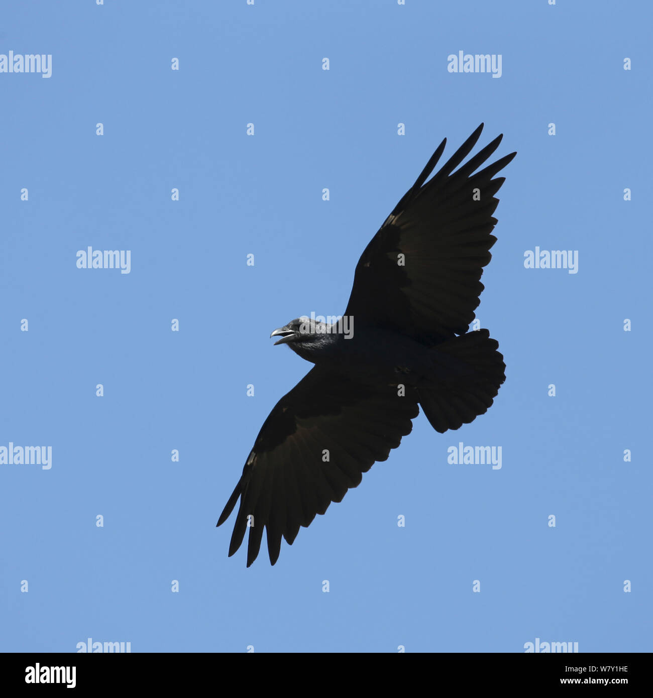 Fan tailed raven (Corvus rhipidurus) calling and in flight, Oman ...