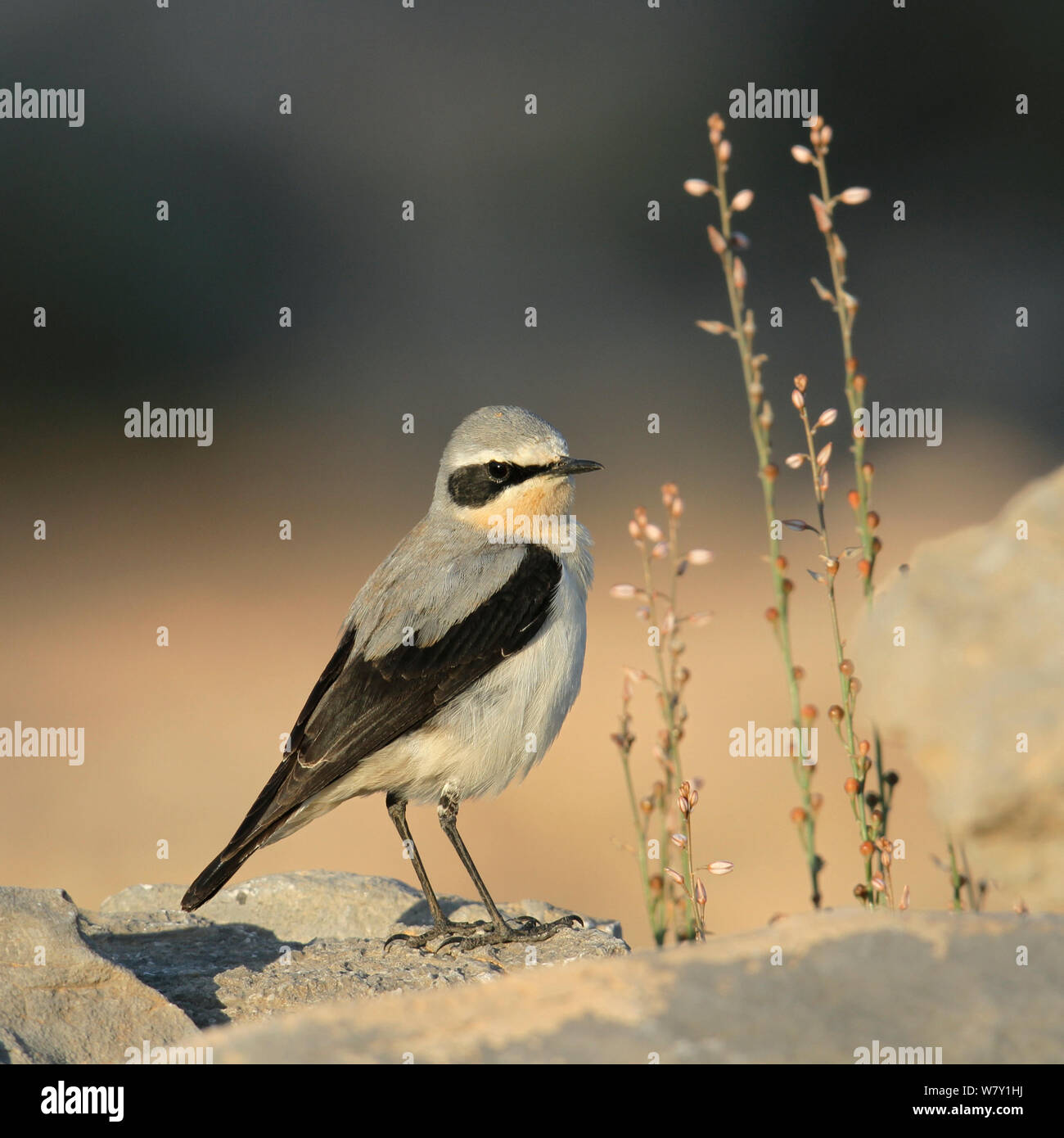 Northern wheatear migration april hi-res stock photography and images ...