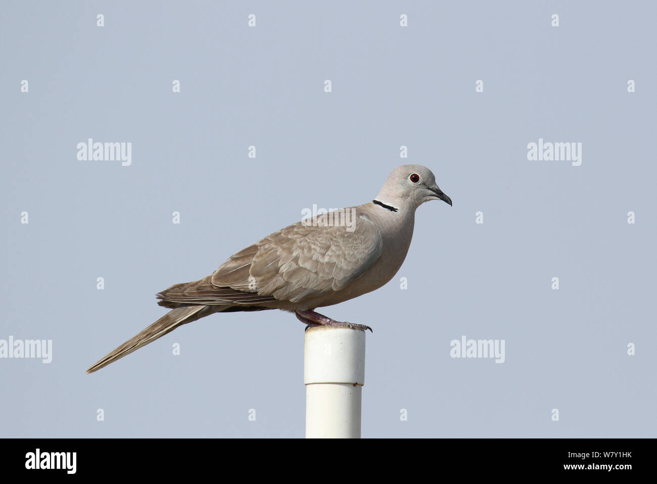 Side view of collared dove hi-res stock photography and images - Alamy