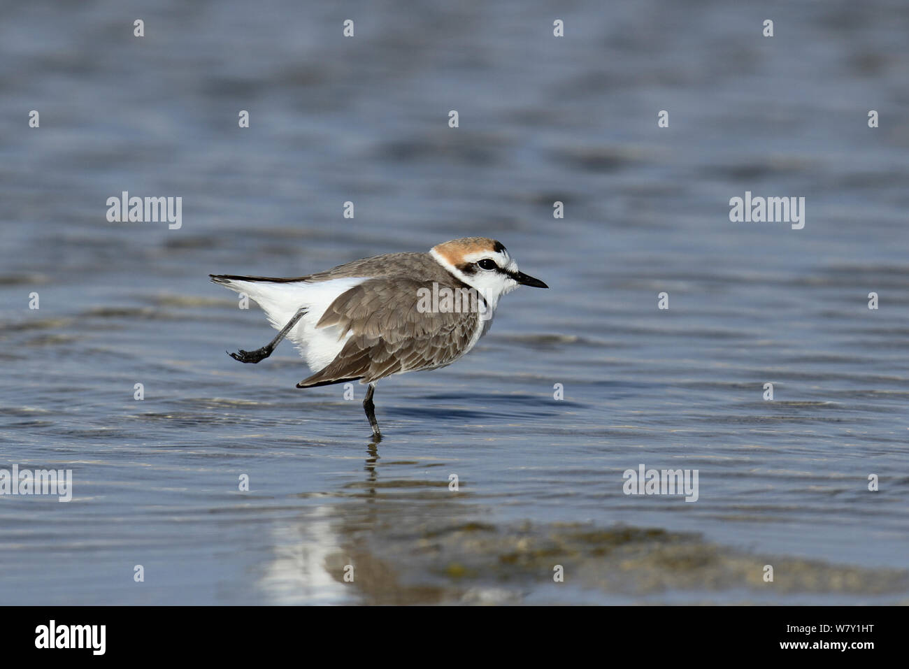 Male ringed plover on hi-res stock photography and images - Alamy