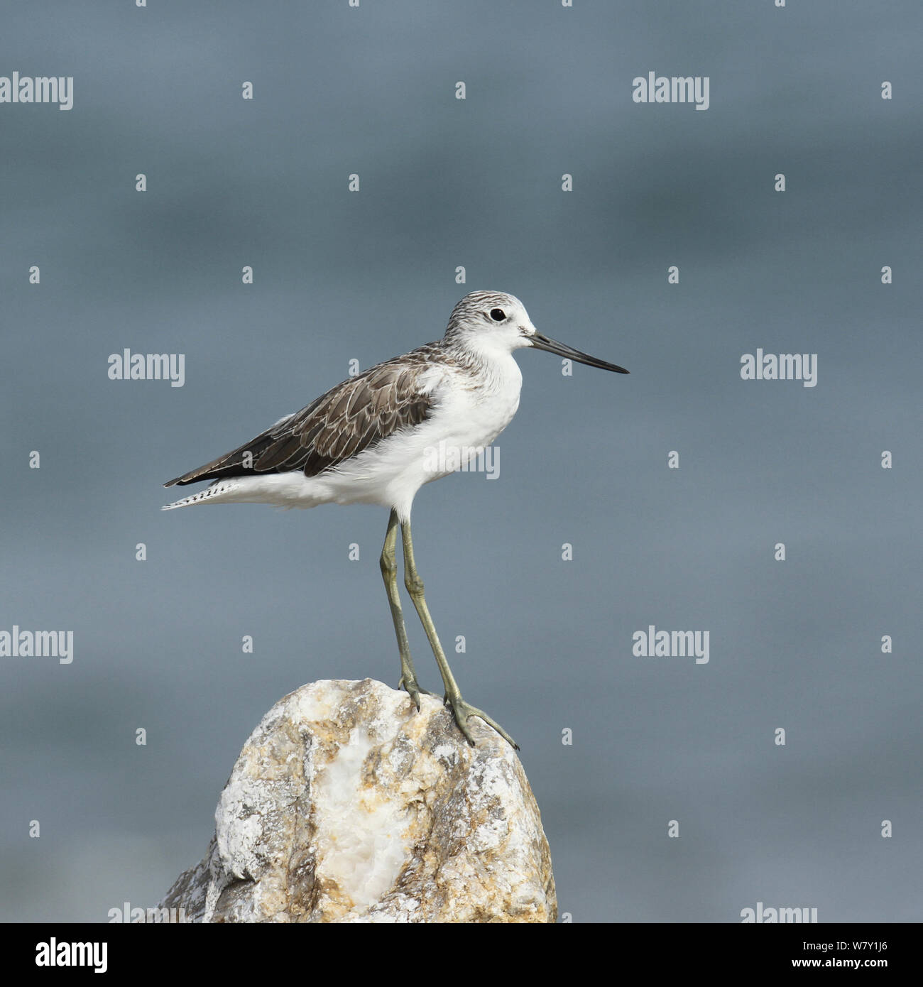 Common greenshank (Tringa nebularia) perched on rock, Oman, August ...
