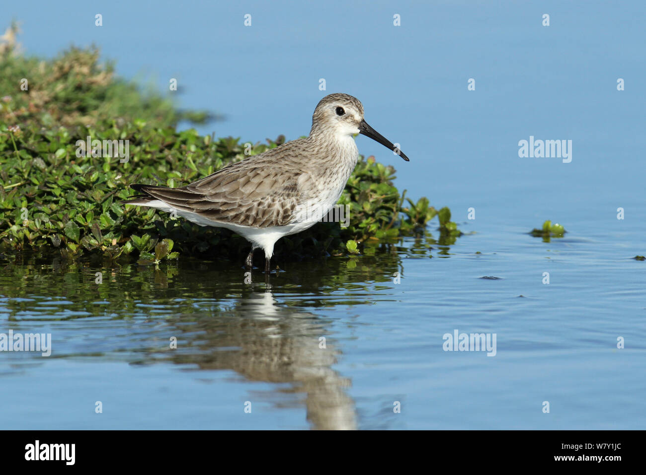 Oman winter hi-res stock photography and images - Alamy