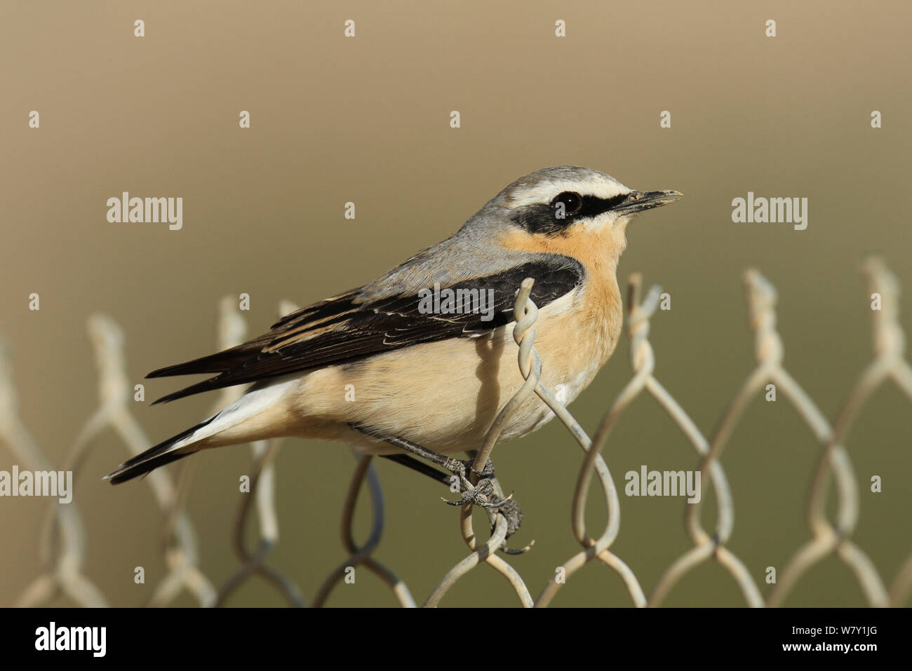 Northern wheatear migration april hi-res stock photography and images ...
