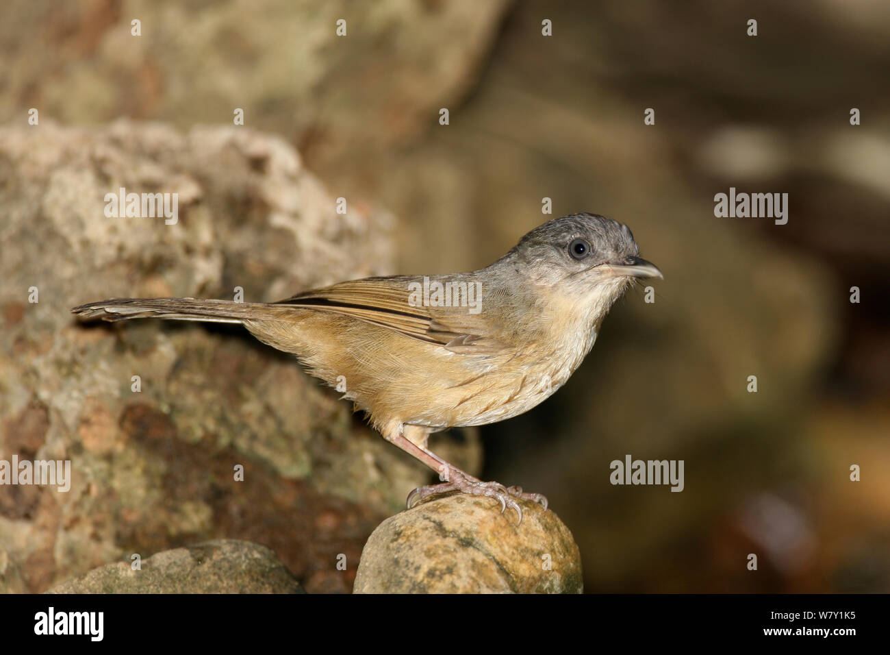 Alcippe brunneicauda hi-res stock photography and images - Alamy